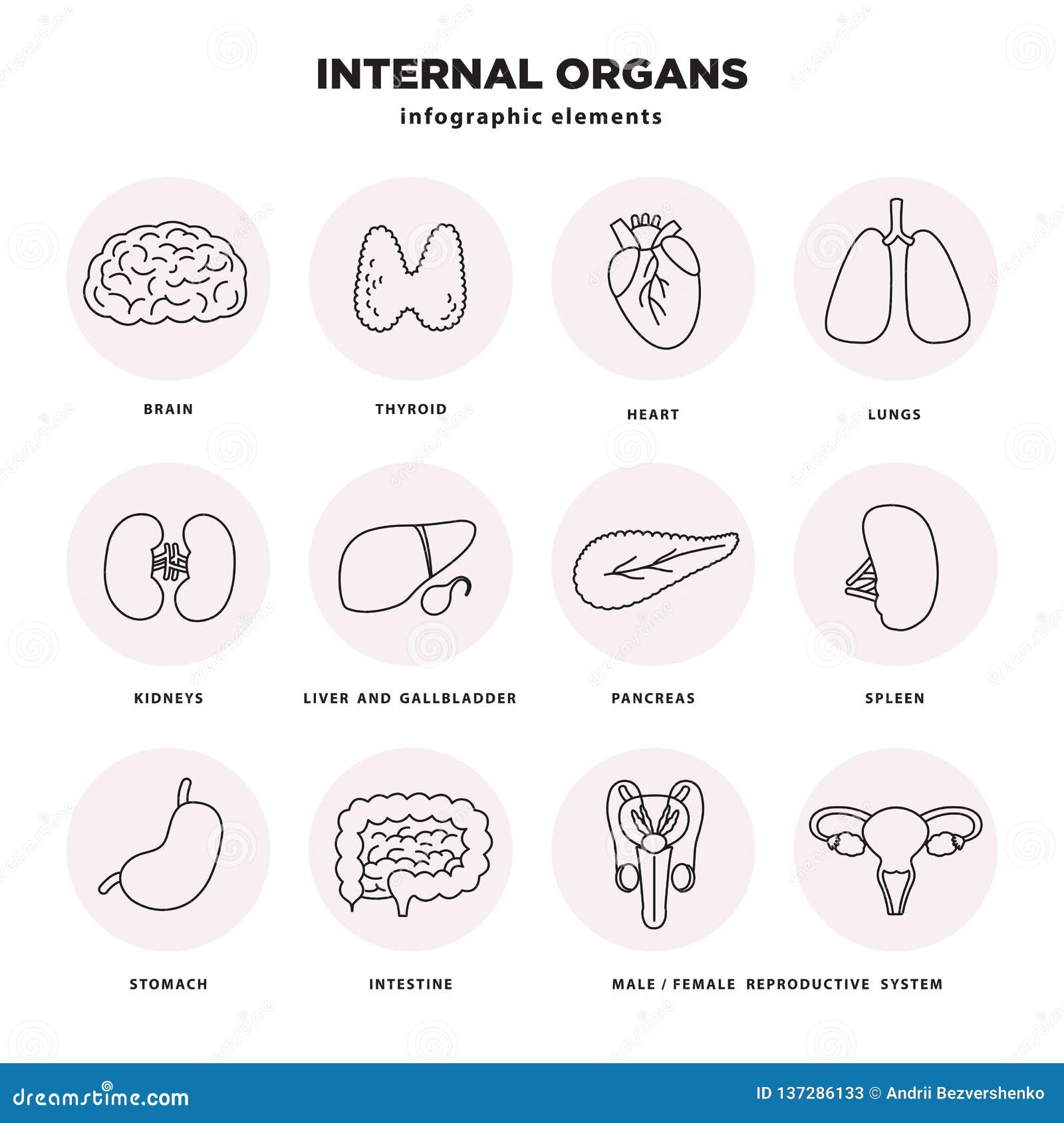 Internal Organs Icon Set. Human Organs Infographic Elements in Line ...