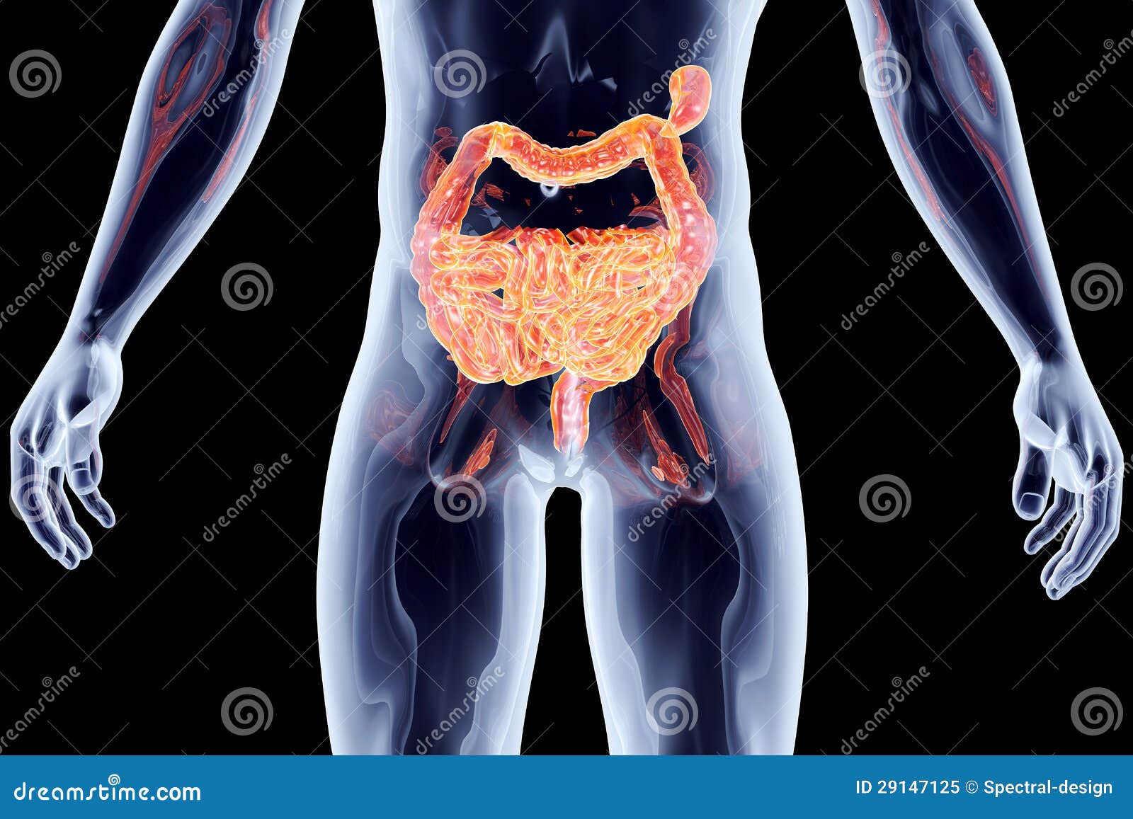 Internal Organs - Intestines Stock Illustration - Illustration of ...