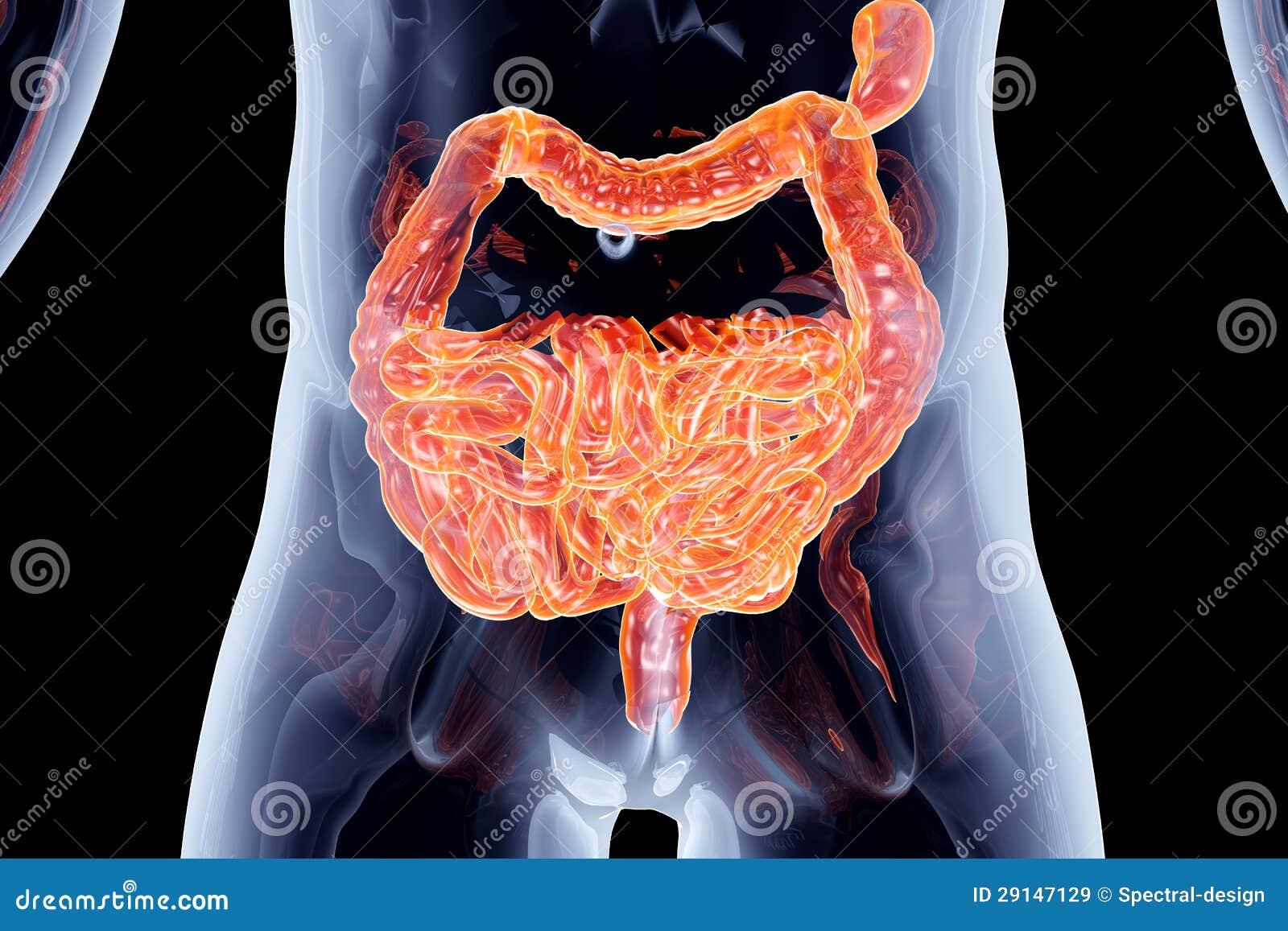Internal Organs - Intestines Stock Illustration - Illustration of ...
