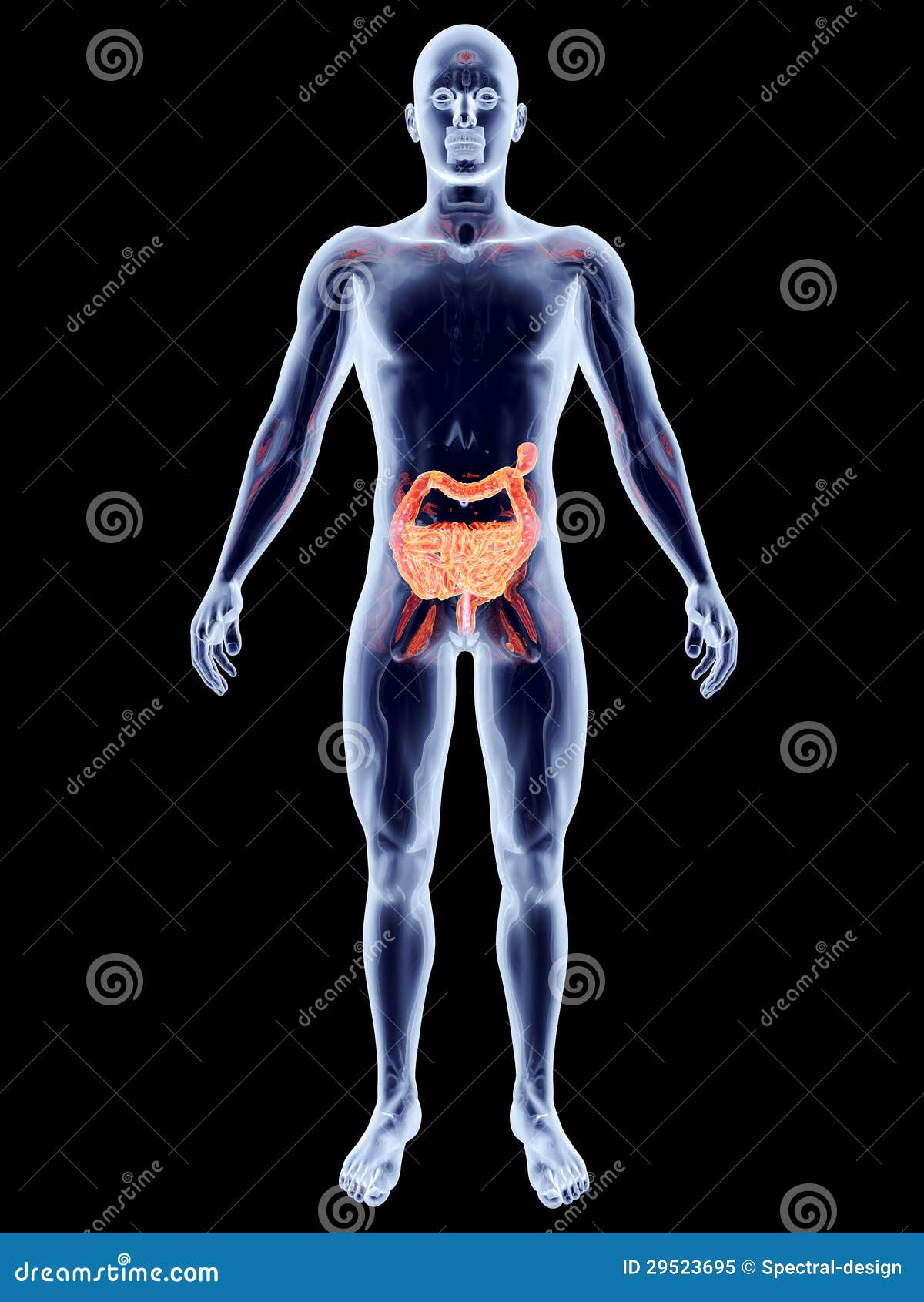 Internal Organs - Intestines Stock Illustration - Illustration of ...