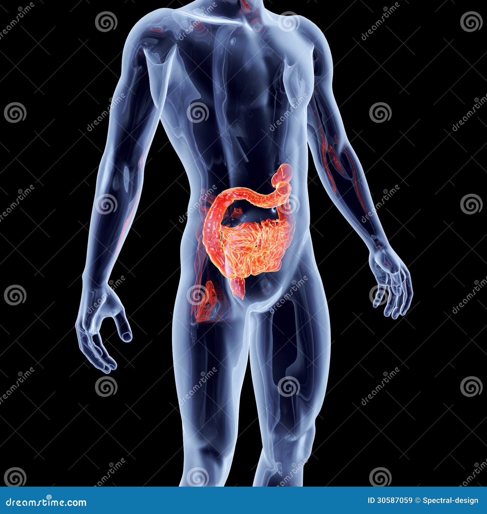 Internal Organs - Intestines Stock Illustration - Illustration of human ...
