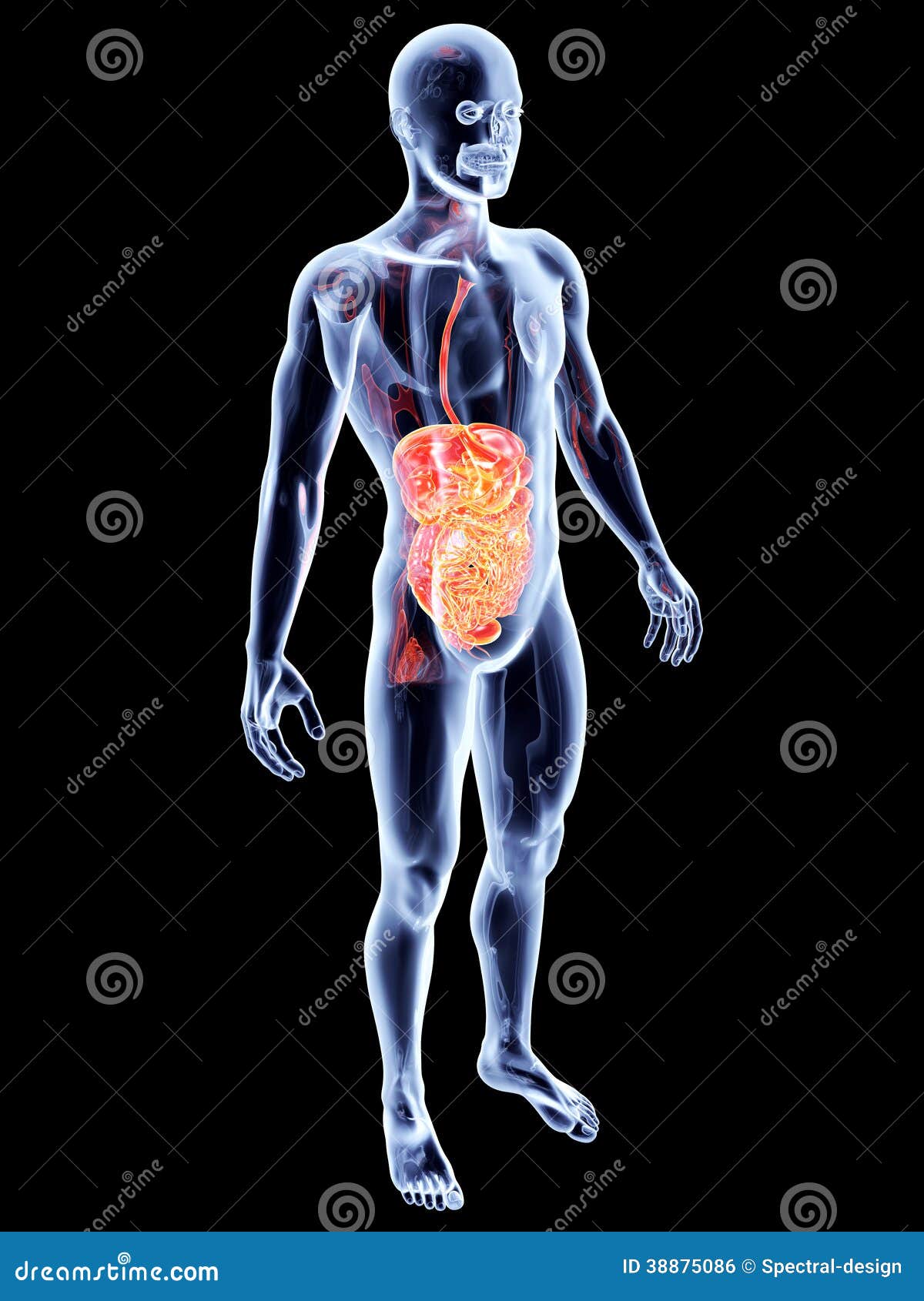 Internal Organs - Intestines Stock Illustration - Illustration of ...