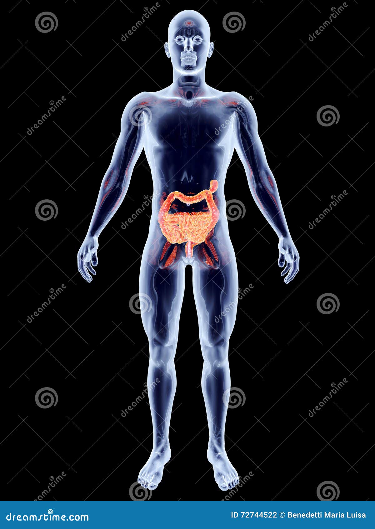 Internal Organs - Intestines Stock Illustration - Illustration of ...