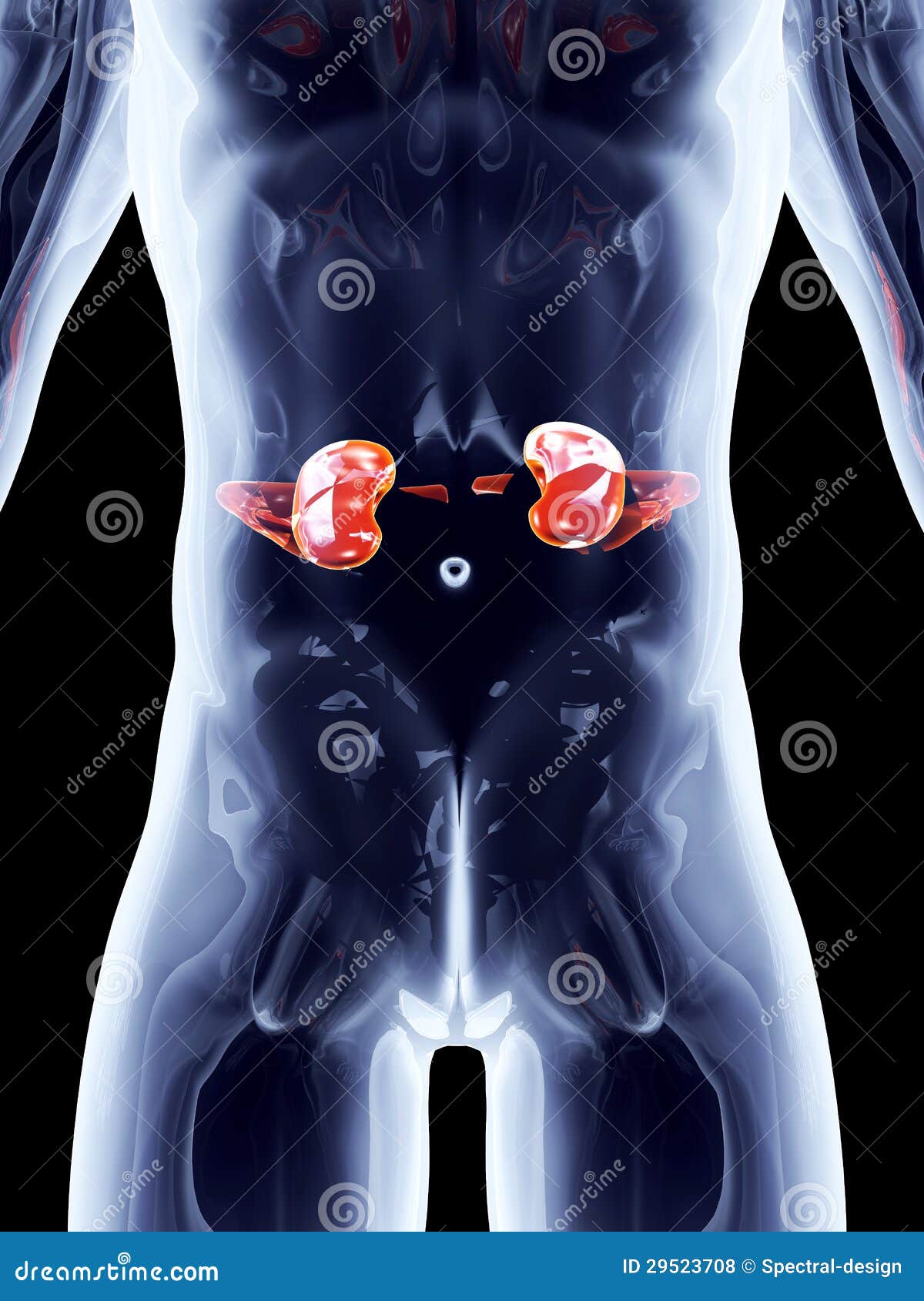 Internal Organs - Kidneys stock illustration. Illustration of biology ...