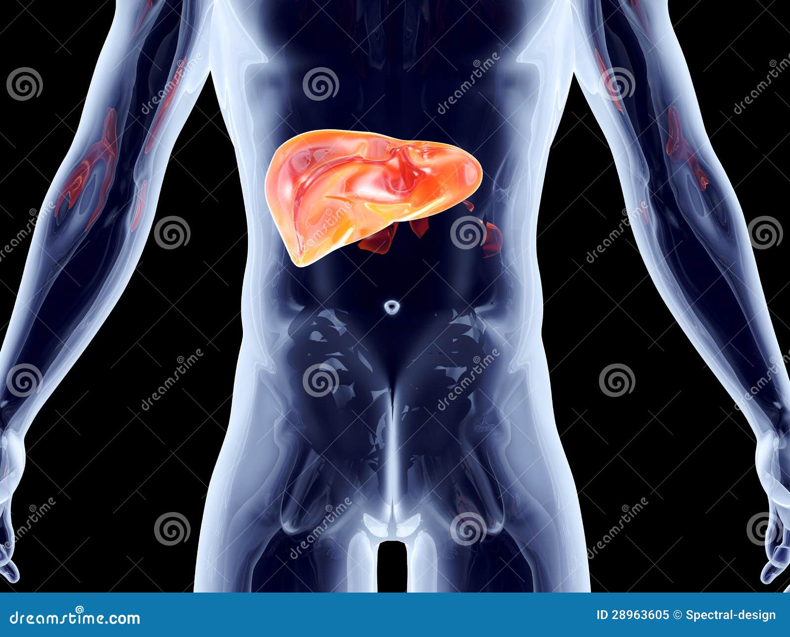Internal Organs - Liver stock illustration. Illustration of anatomy ...