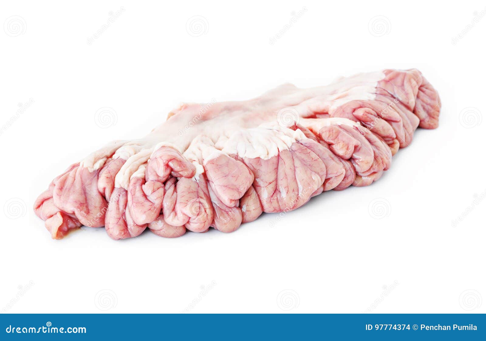 Internal organs of pig. stock photo. Image of bacon, entrails - 97774374