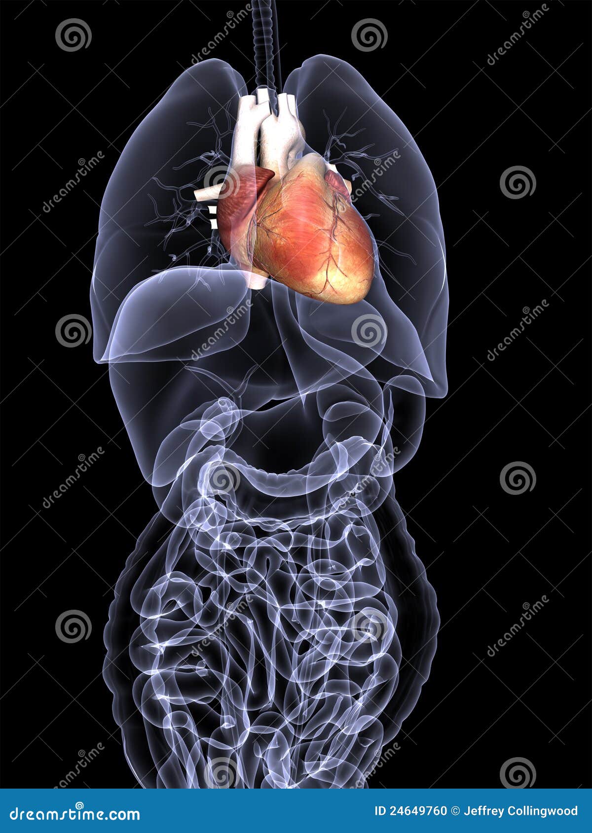 X Ray Heart Anatomy