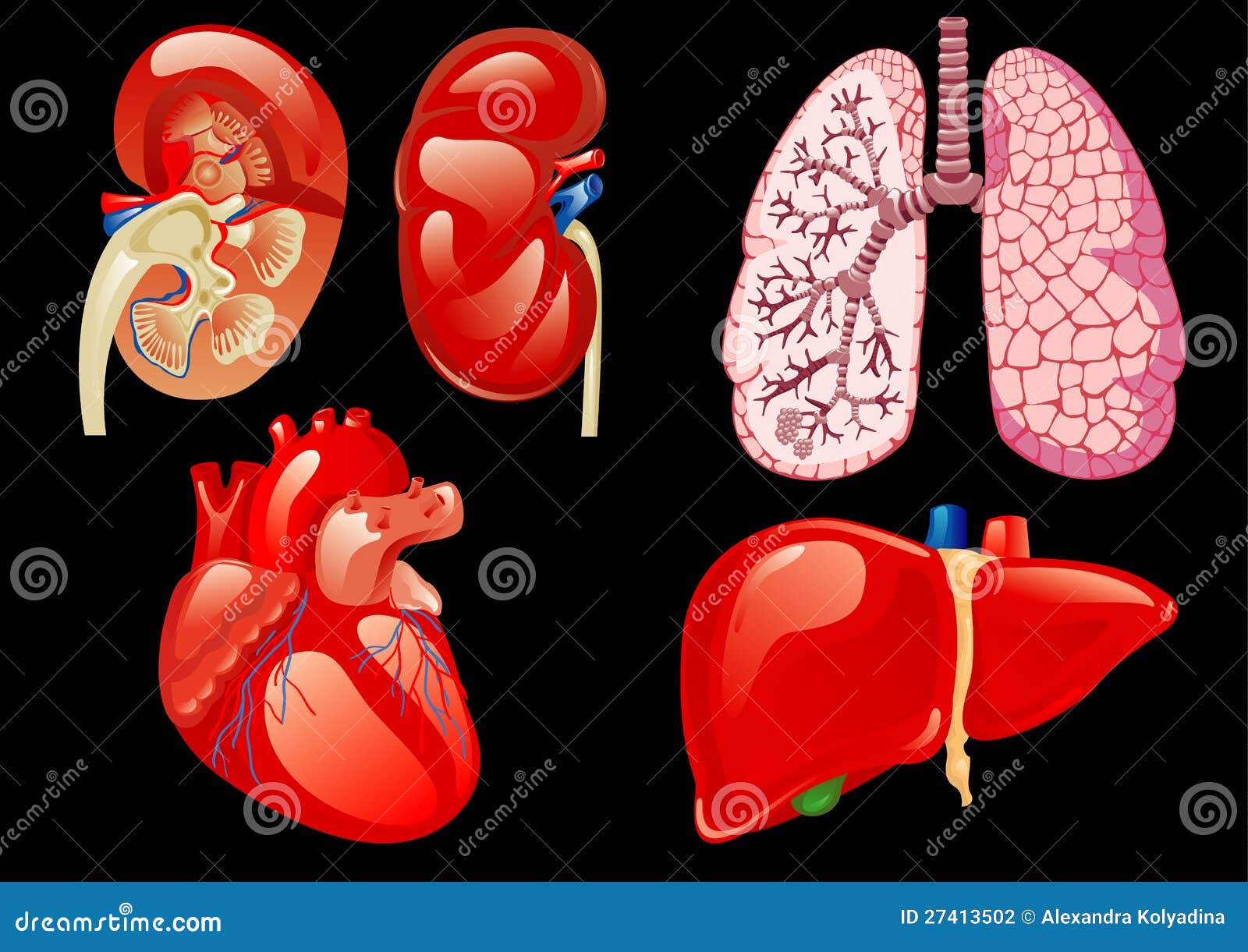 Internal organs set stock vector. Illustration of biology - 27413502