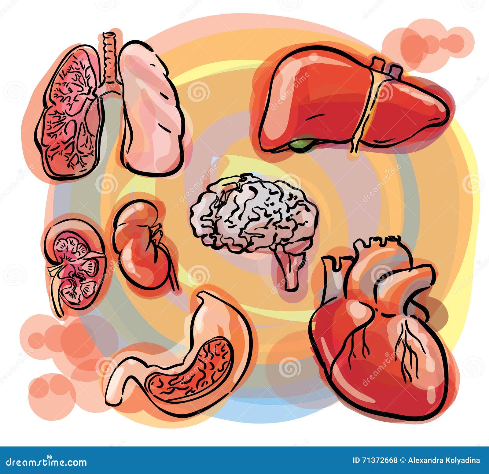 Internal organs sketch set stock vector. Illustration of anatomy - 71372668