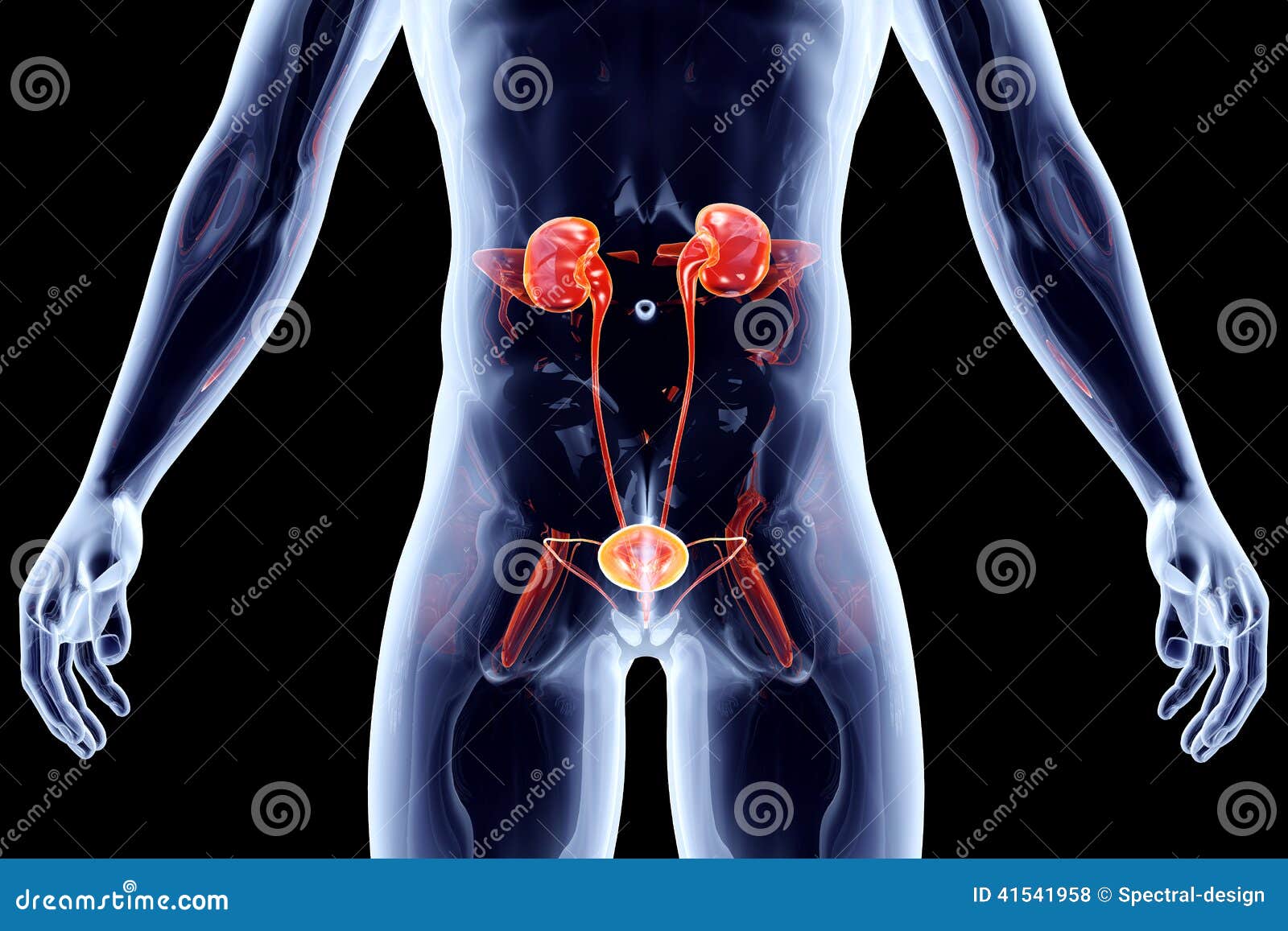 Internal Organs - Urinary System Stock Illustration - Illustration of ...