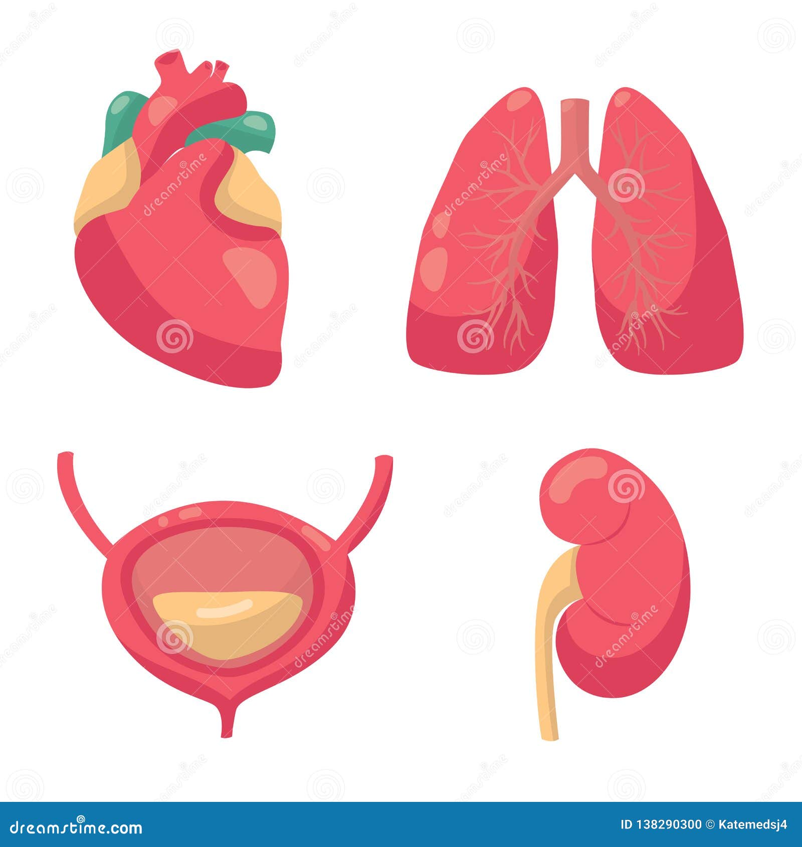 Internal Organs Vector Illustration. Vector Drawing Of Heart, Lungs ...