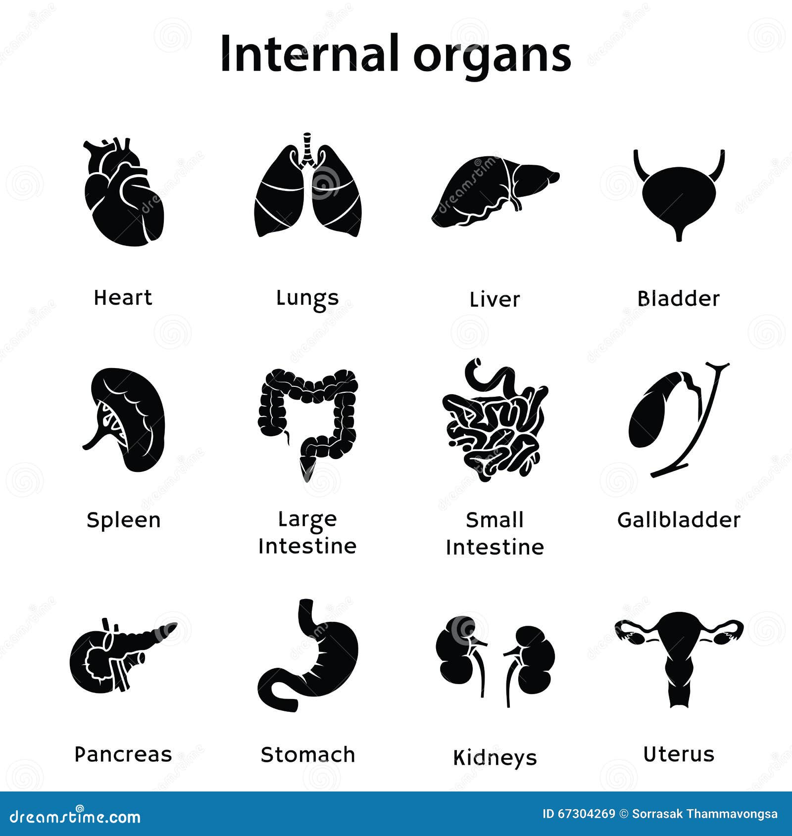 Internal Organs. Vector Illustration of Icons with Human Organs Stock ... Internal Organs. Vector Illustration of Icons with Human Organs Stock ...