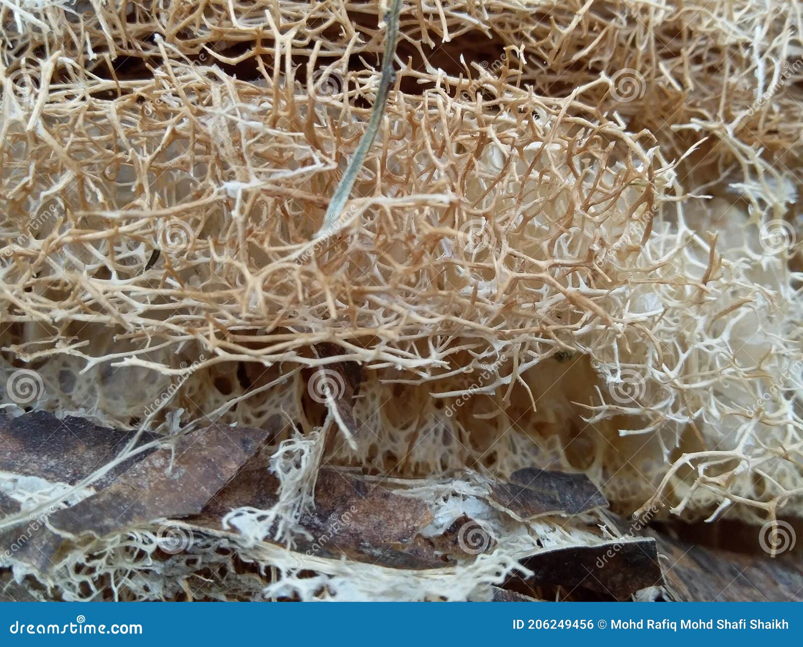 Internal Part Of Safety Helmet. Stock Image | CartoonDealer.com #94831471