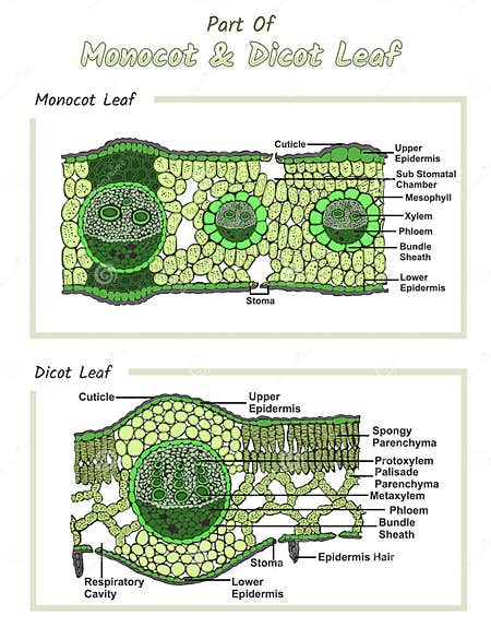 Internal Part of Monocot and Dicot Leaf Stock Vector - Illustration of ...