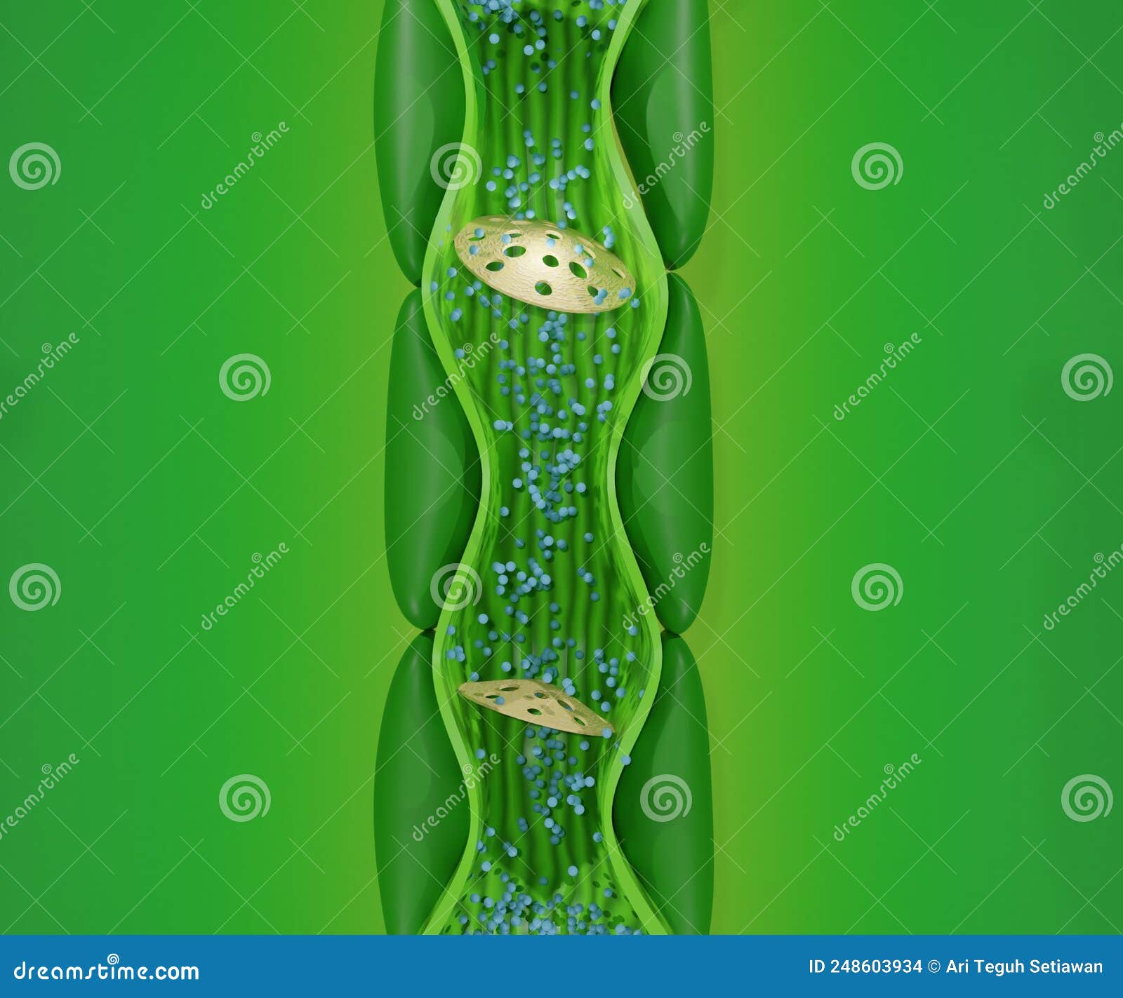 Internal Phloem Structure from the Stem Plant Stock Illustration ...