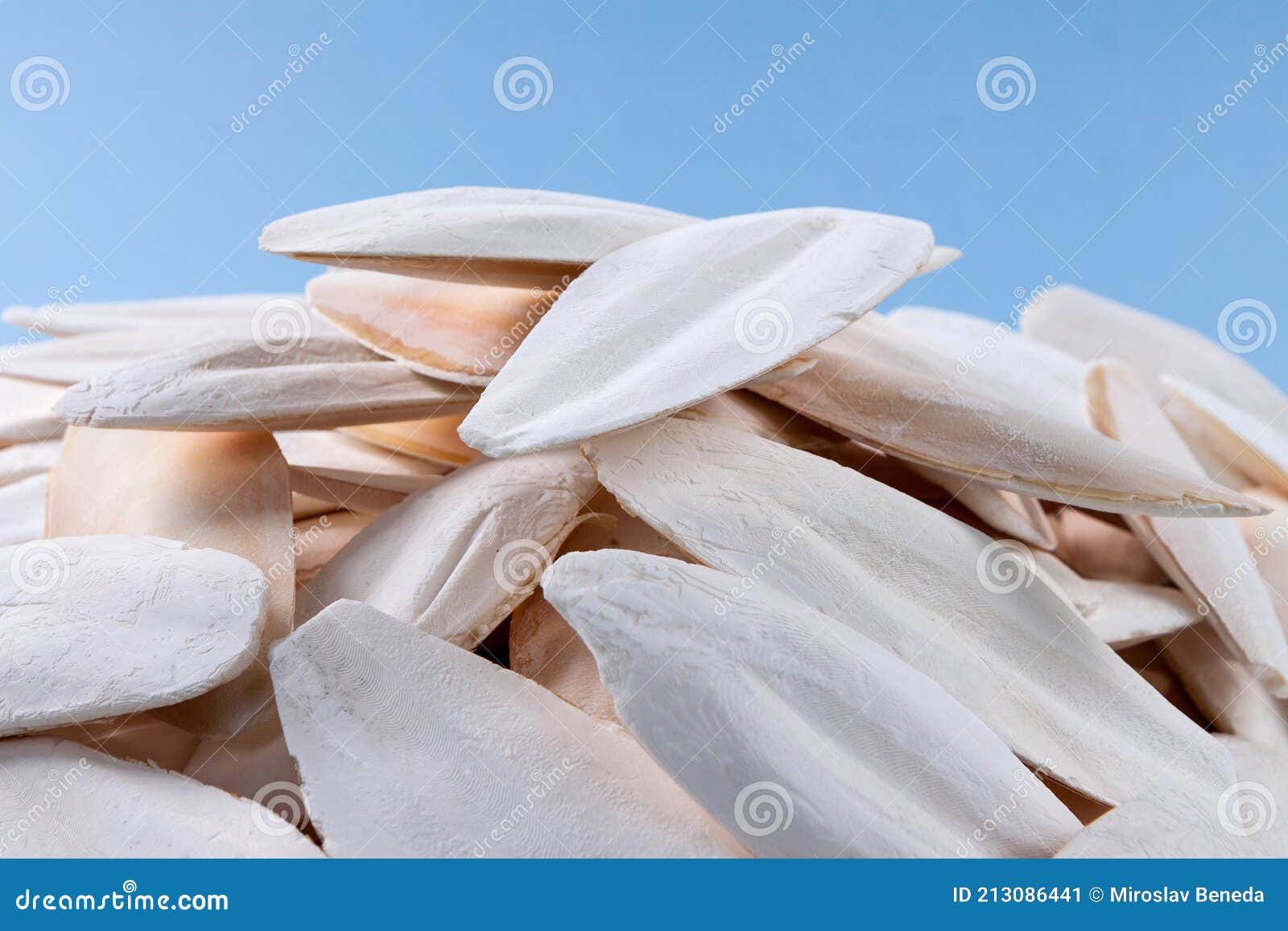The Internal Shell Or Bone Of Dead Cuttlefish. Cuttlefish Bone On ...