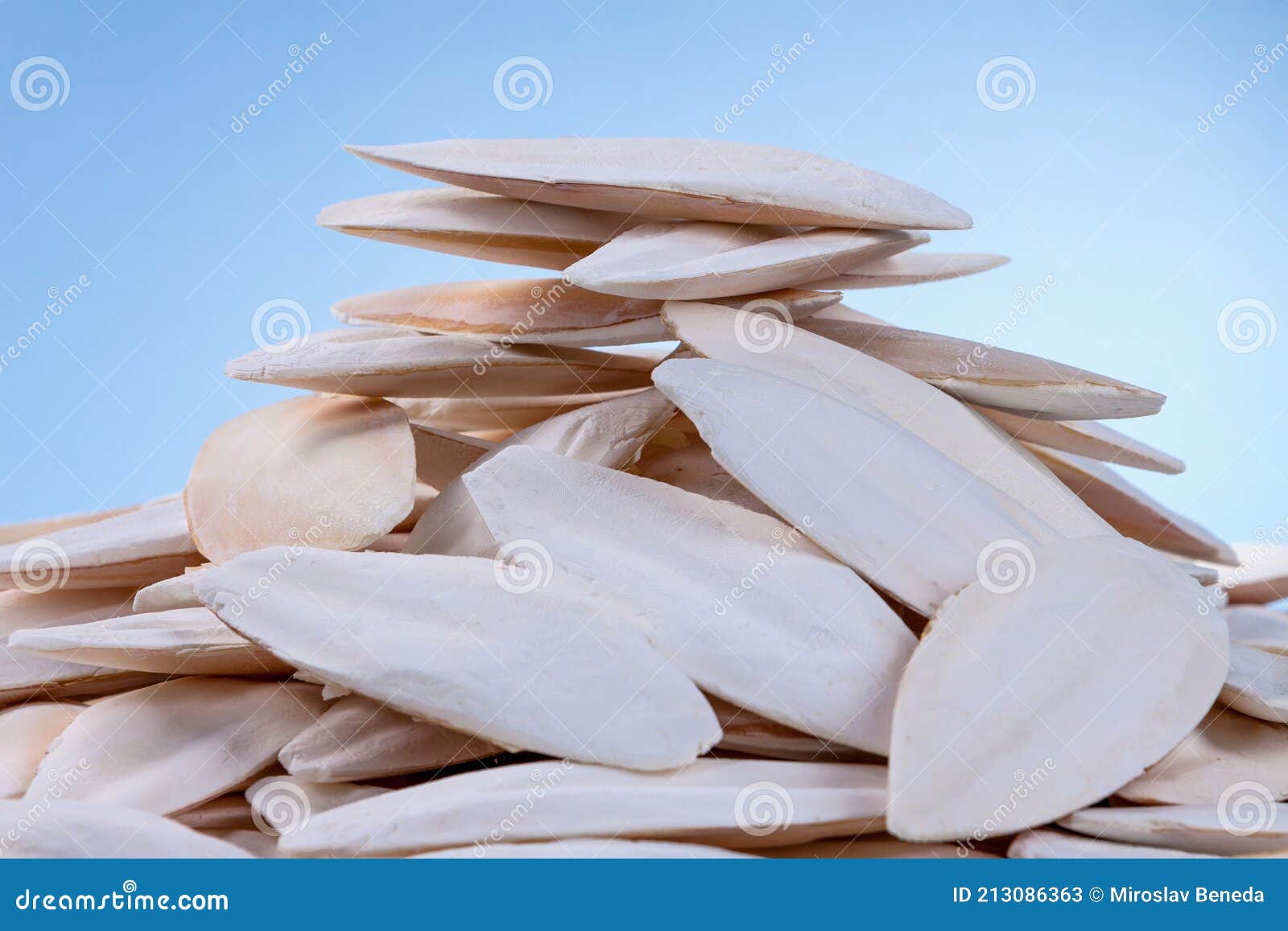 The Internal Shell or Bone of Dead Cuttlefish. Cuttlefish Bone on ...