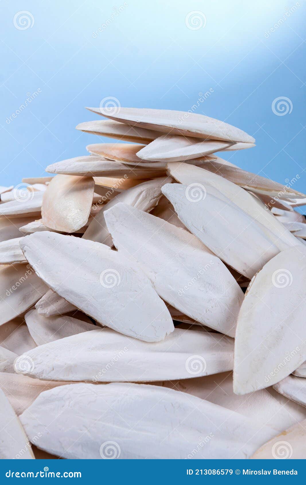 The Internal Shell or Bone of Dead Cuttlefish Stock Image - Image of ...