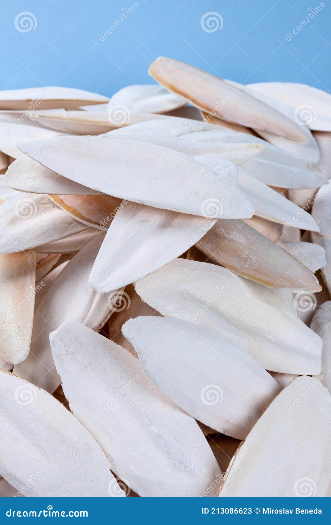 The Internal Shell or Bone of Dead Cuttlefish Stock Image - Image of ...