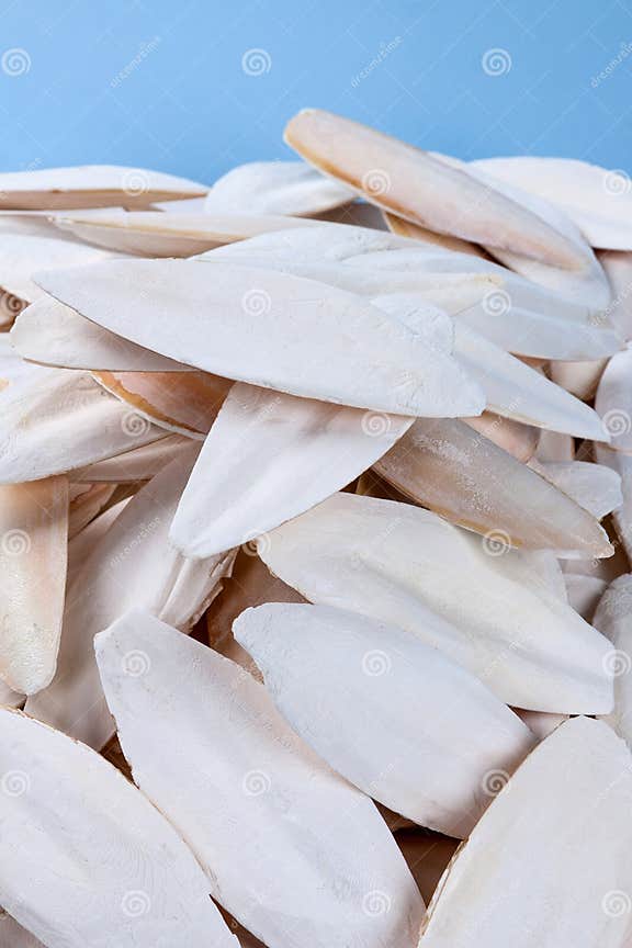 The Internal Shell or Bone of Dead Cuttlefish Stock Image - Image of ...