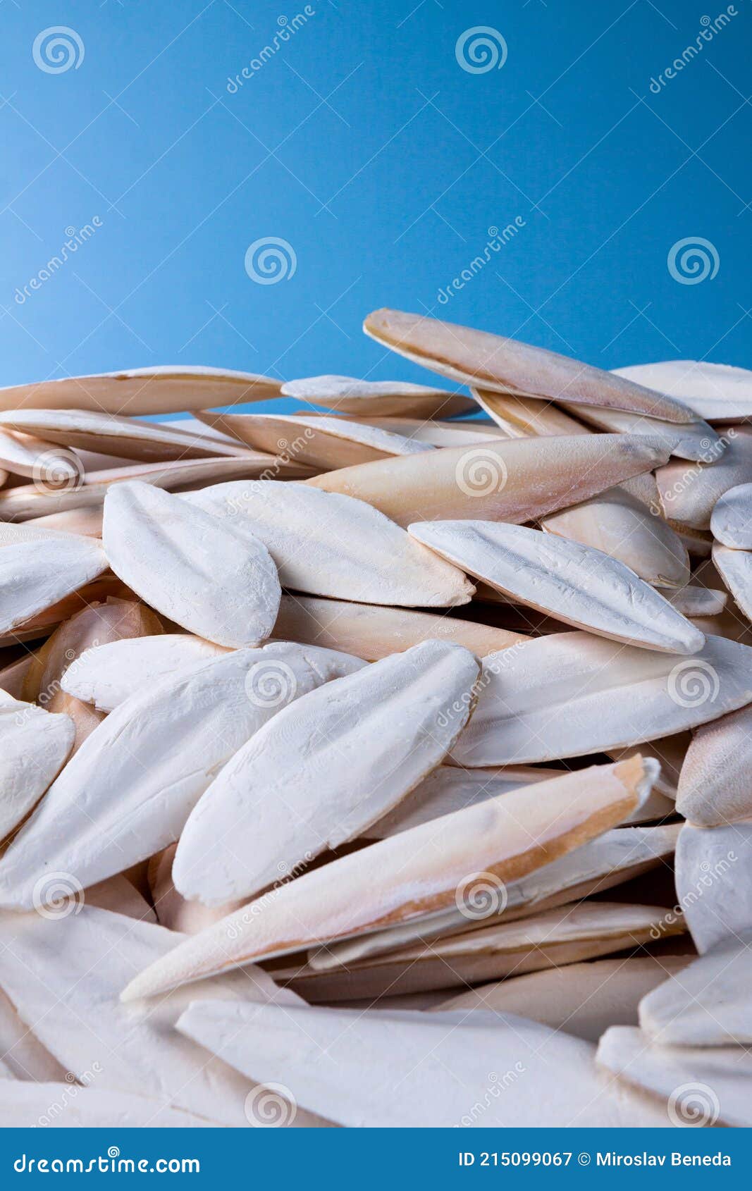 The Internal Shell or Bone of Dead Cuttlefish. Cuttlefish Bone on ...