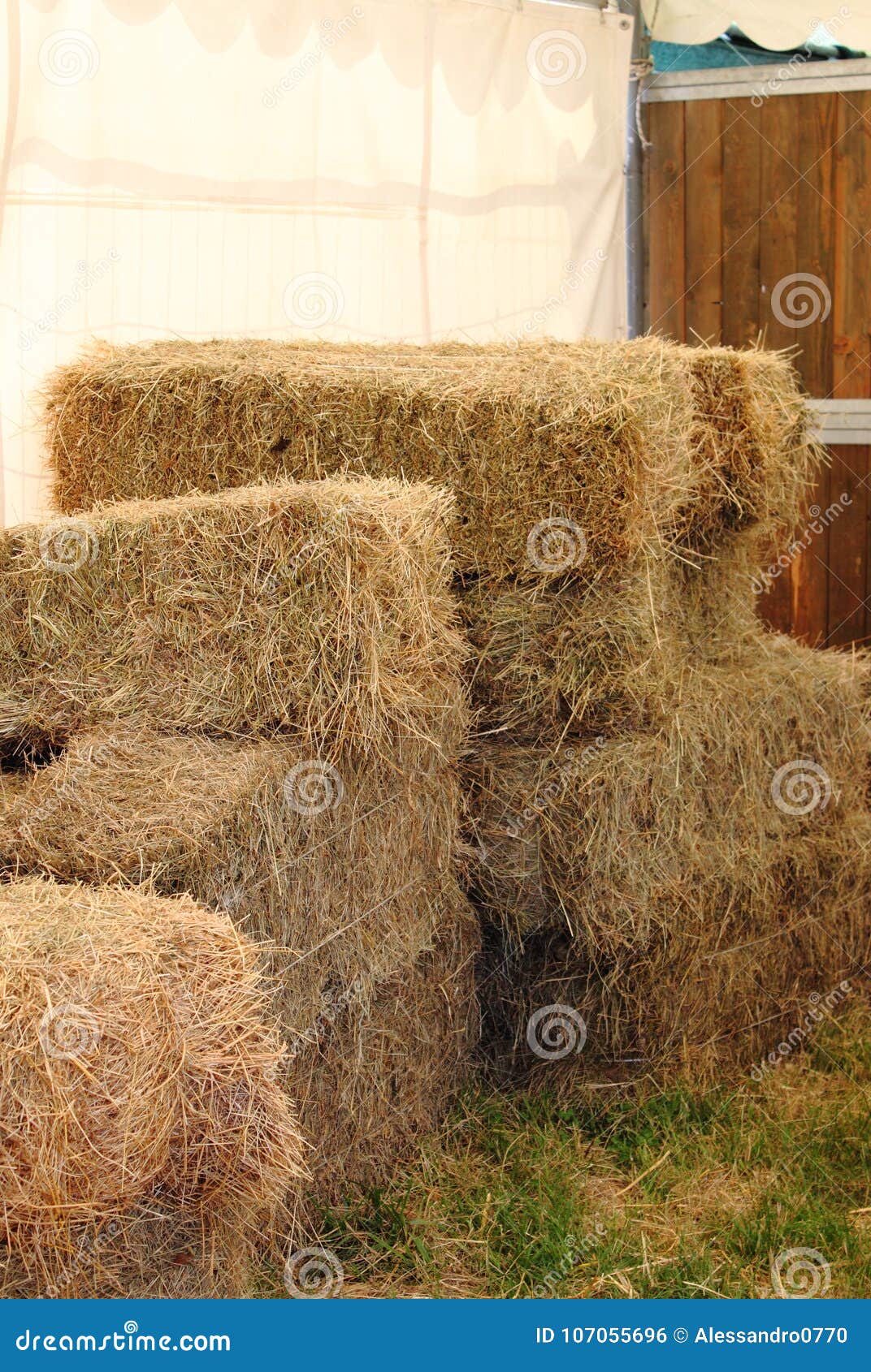 Hay bales inside a barn stock photo. Image of farmyard - 107055696