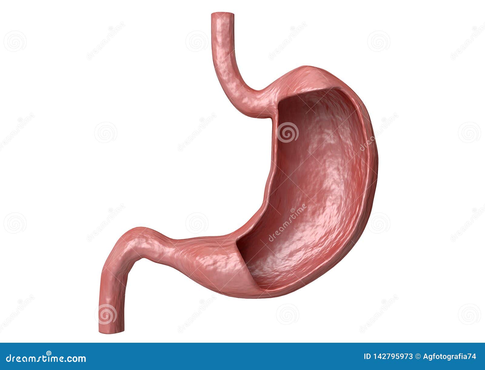 Real Human Stomach Organ