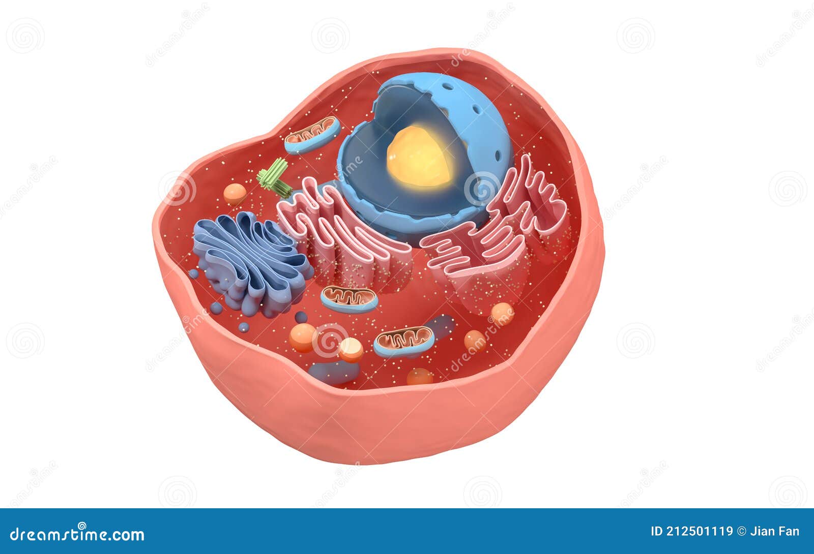 Internal Structure Of An Animal Cell, 3d Rendering. Section View Stock ...