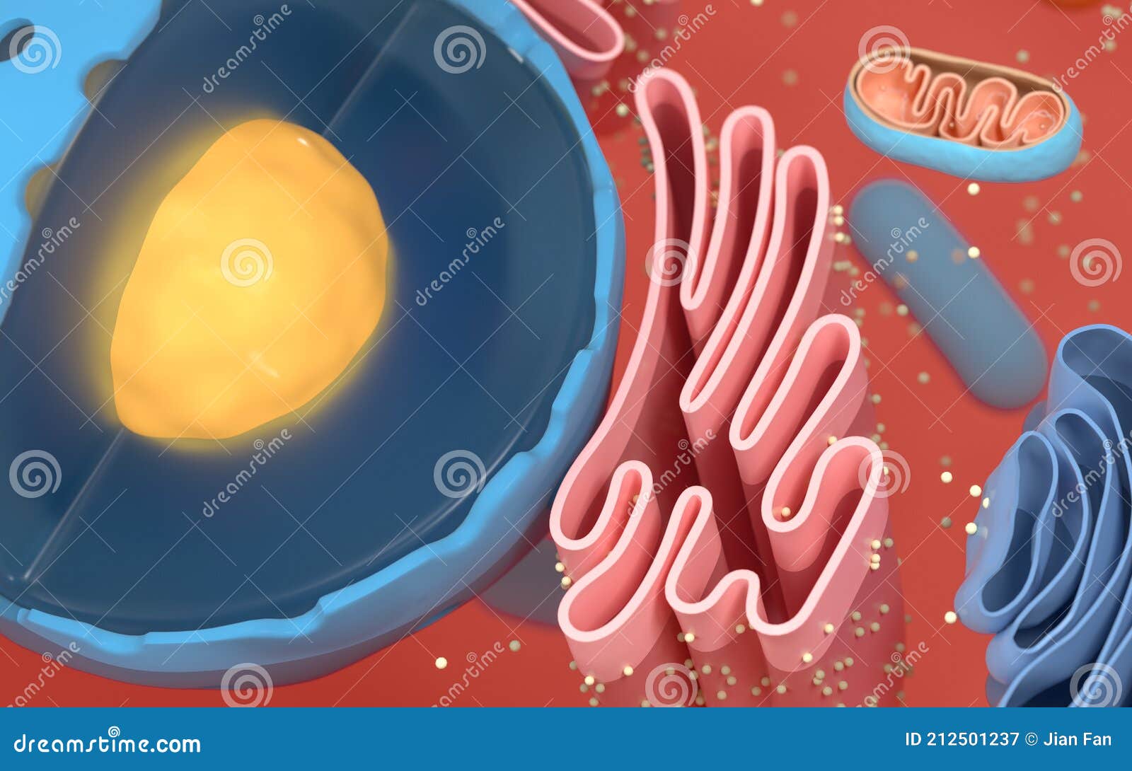 Internal Structure of an Animal Cell, 3d Rendering. Section View Stock ...