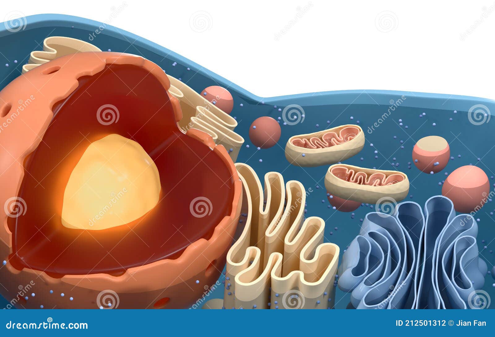 Internal Structure of an Animal Cell, 3d Rendering. Section View Stock ...