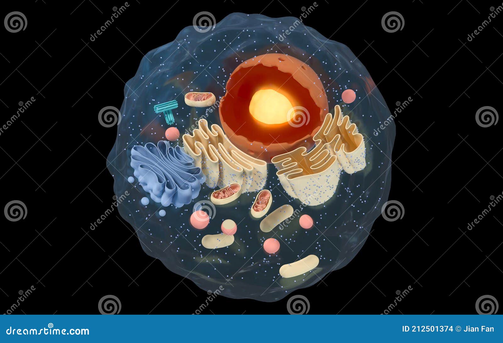 Internal Structure of an Animal Cell, 3d Rendering. Section View Stock ...