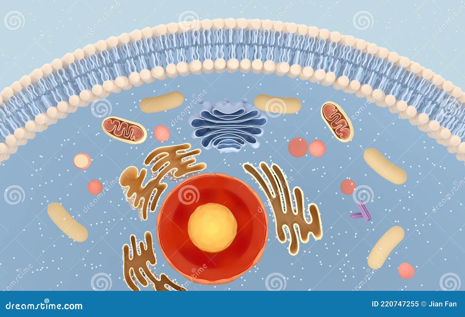Internal Structure of an Animal Cell, 3d Rendering. Section View Stock ...