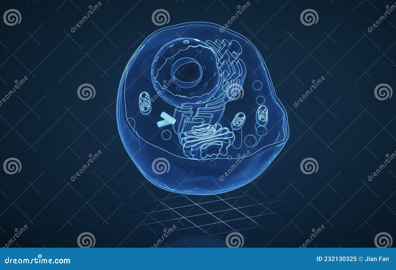 Internal Structure of an Animal Cell, 3d Rendering. Section View Stock ...