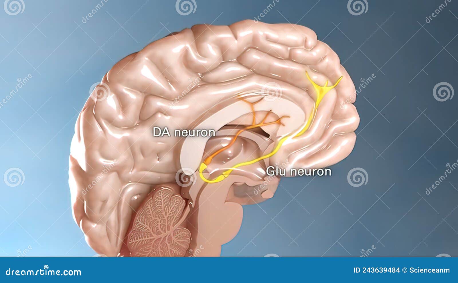 Internal Structure of the Brain Neuron System Stock Illustration ...