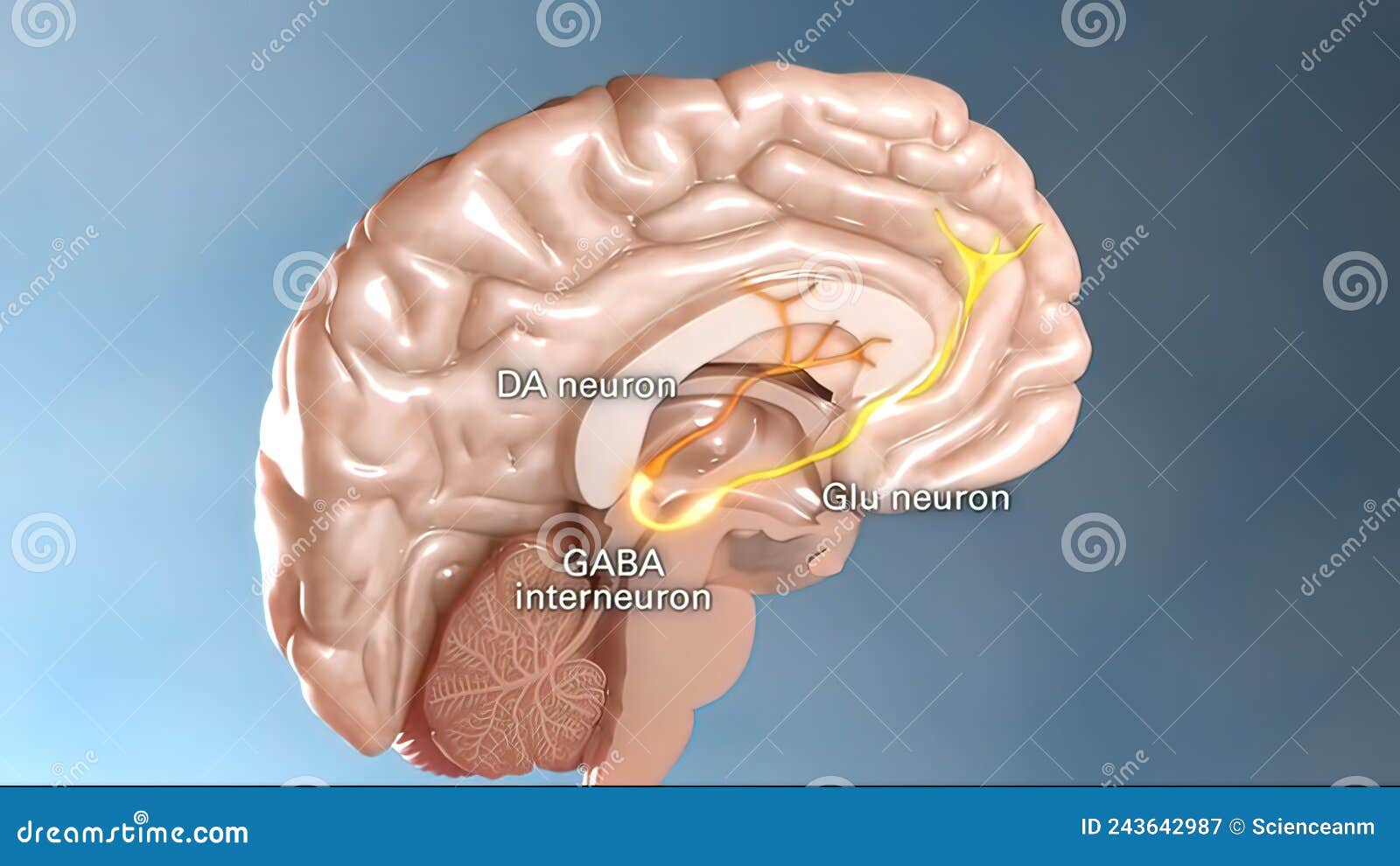 Internal Structure of the Brain Neuron System Stock Illustration ...