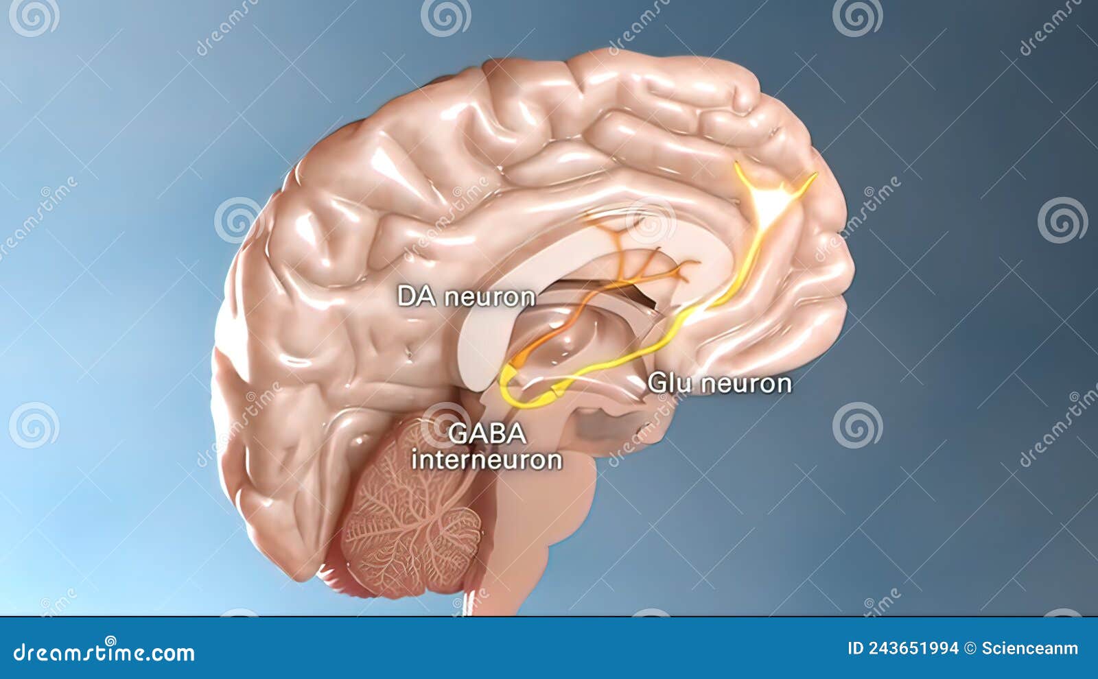 Internal Structure of the Brain Neuron System Stock Illustration ...