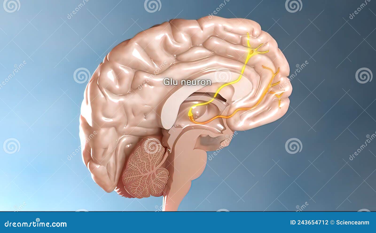 Internal Structure of the Brain Neuron System Stock Illustration ...
