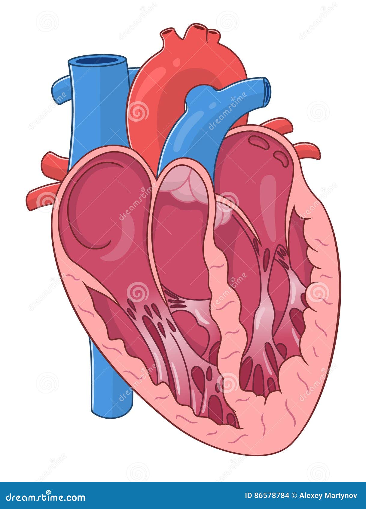 Internal Structure of the Heart Stock Vector - Illustration of system ...