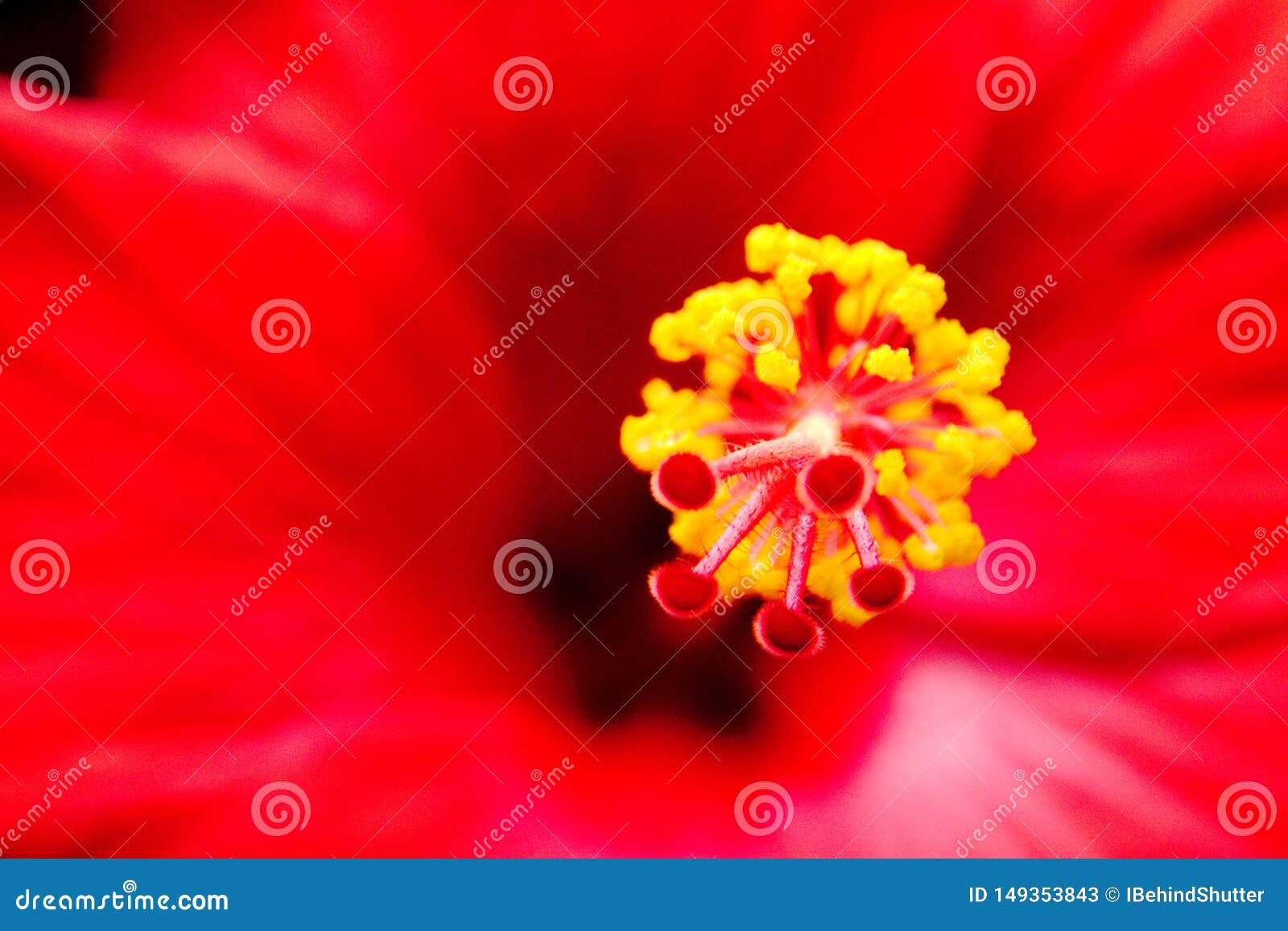 Internal Structure of a Hibiscus Flower Captured in Details Stock Image ...