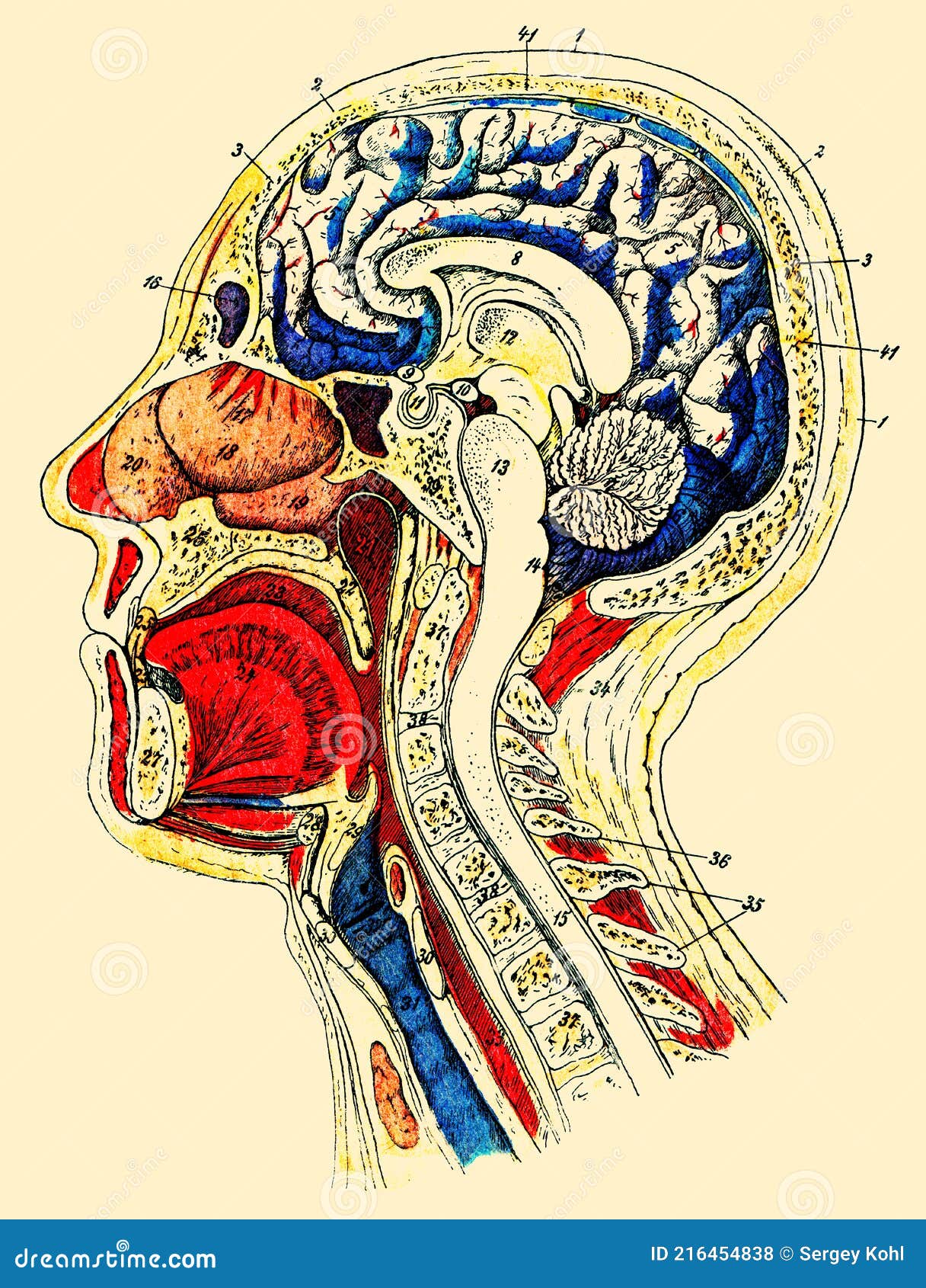 Internal Structure of the Human Head and Neck. Stock Illustration ...