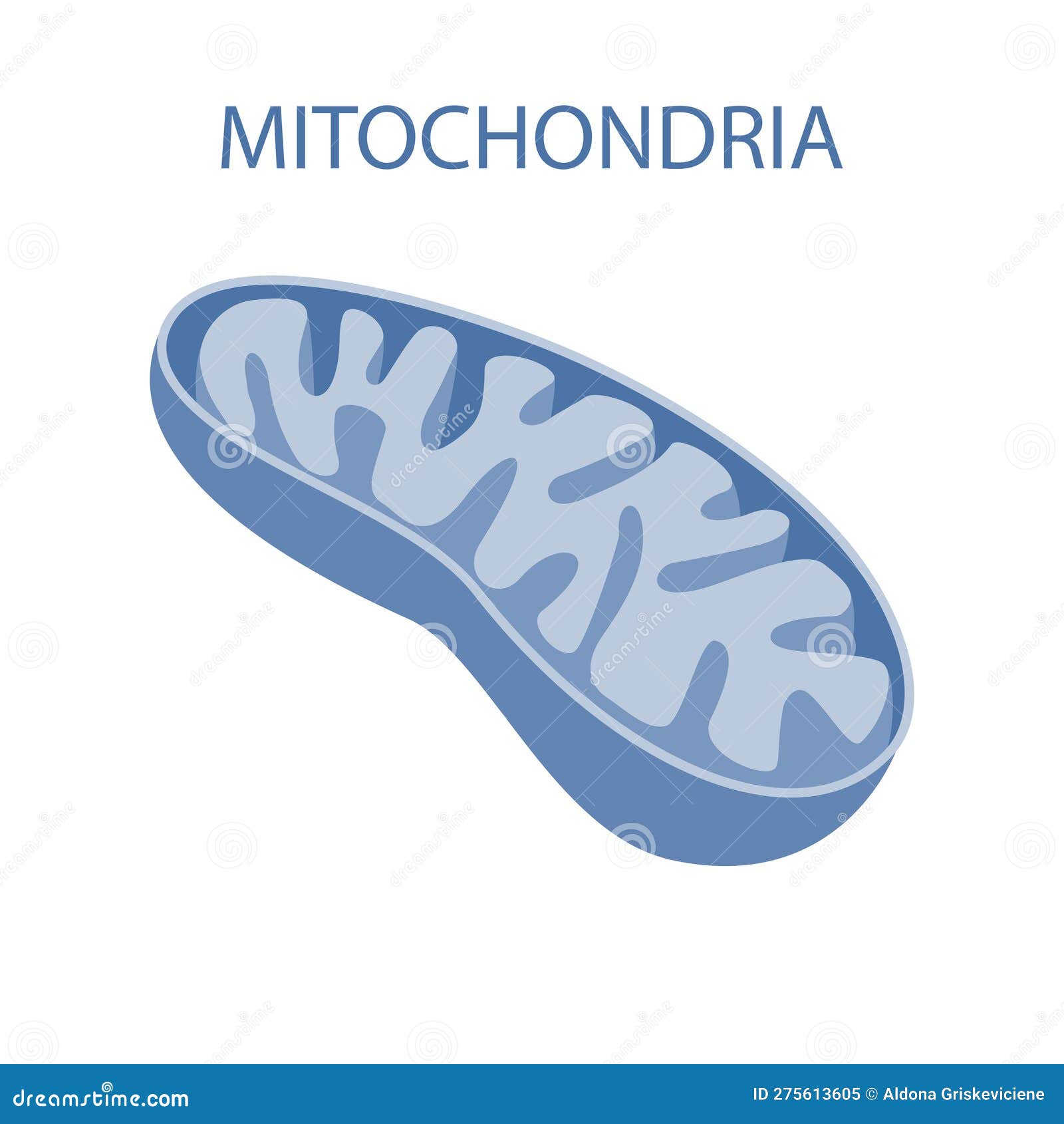 The Internal Structure of Mitochondria Stock Illustration ...