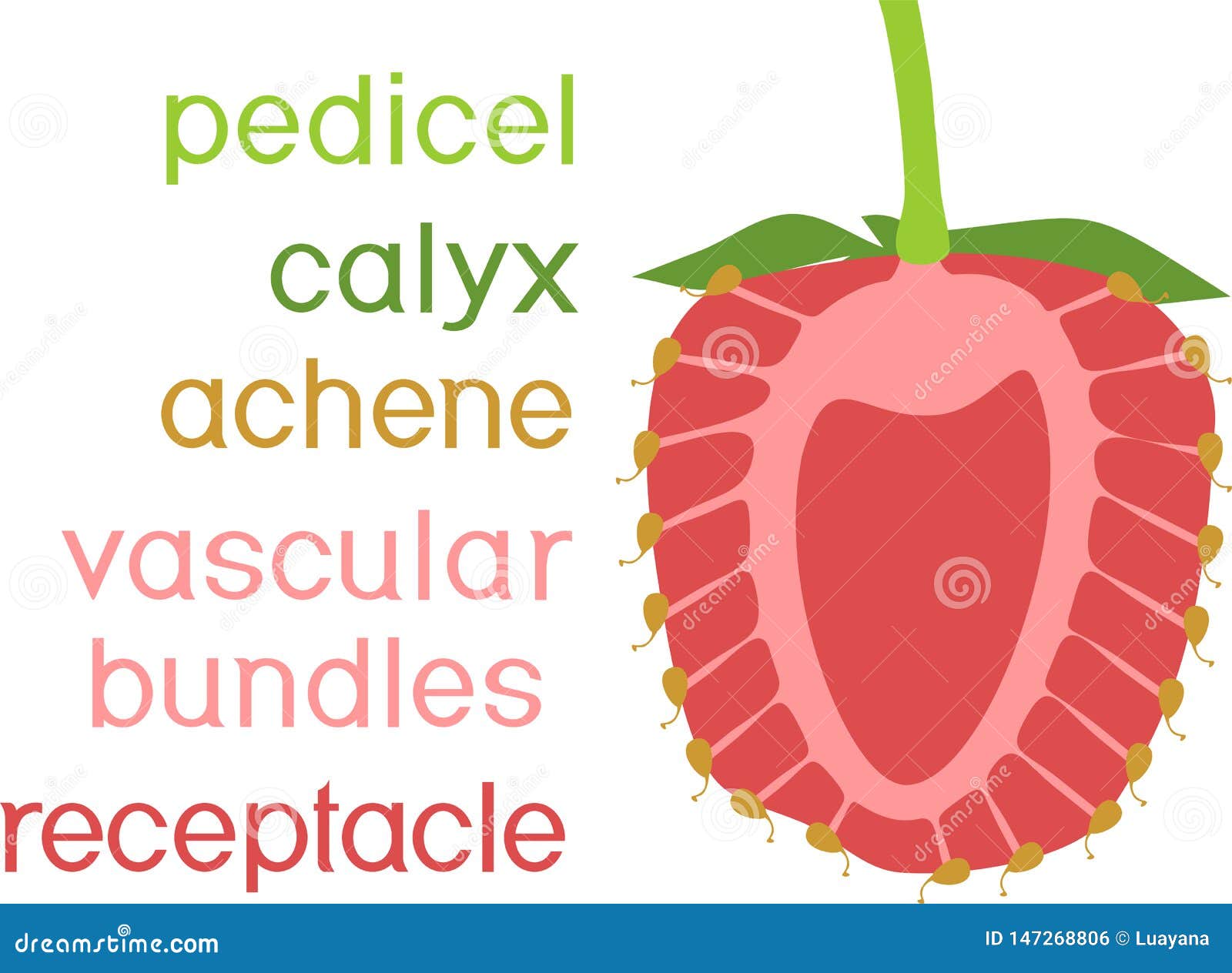 Internal Structure of Strawberry Aggregate Fruit Stock Vector ...