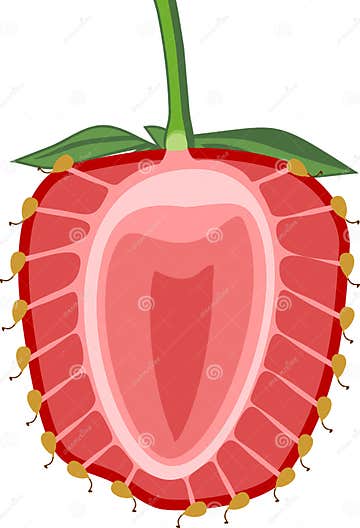 Internal Structure of Strawberry Aggregate Fruit Stock Vector ...