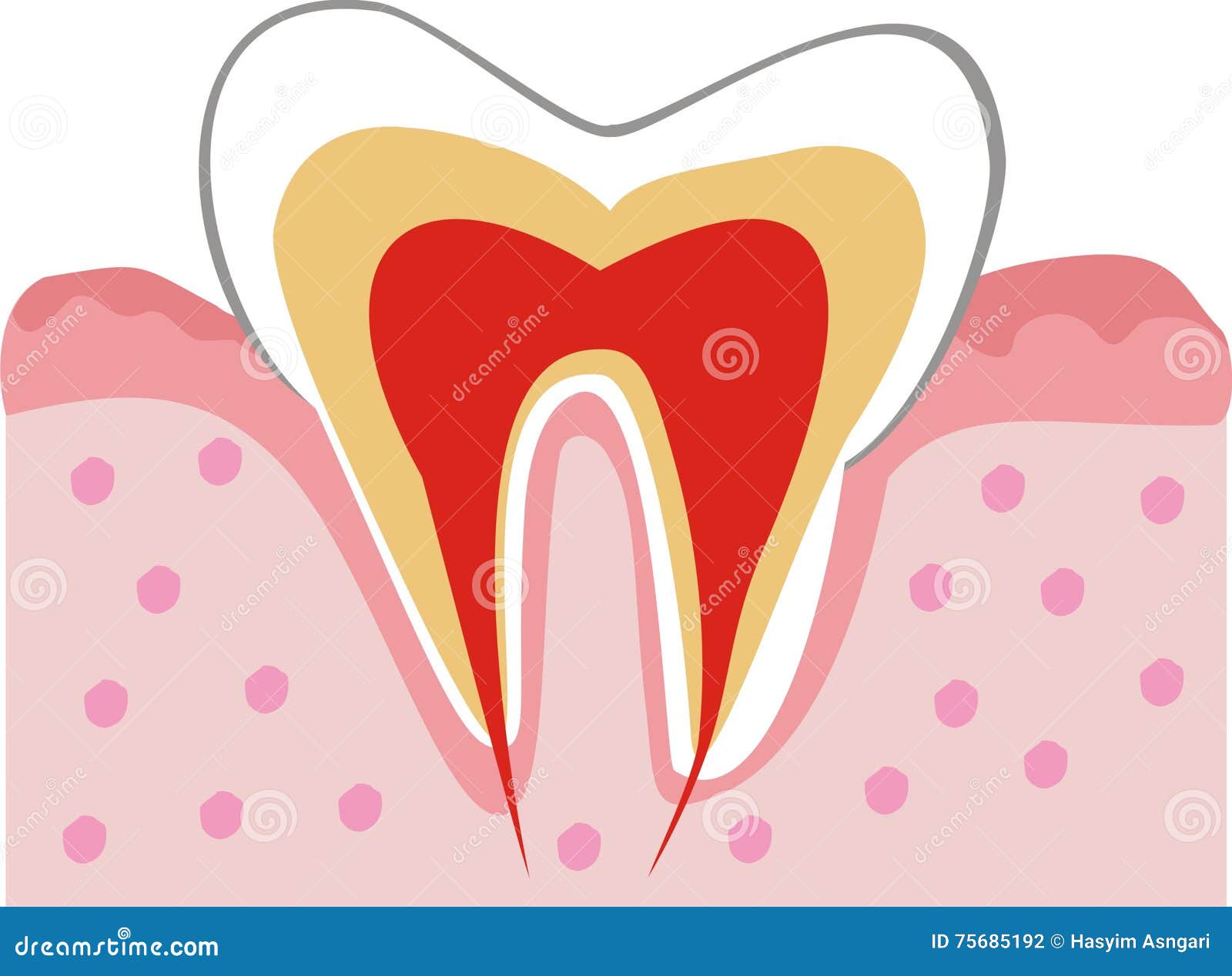 Internal Structure of Tooth Stock Illustration - Illustration of colors ...