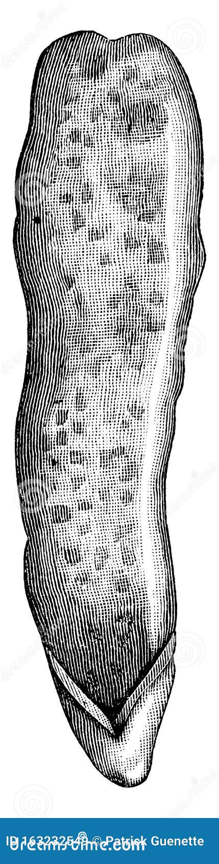 Internal Surface of the Appendix, Vintage Illustration Stock Vector ...