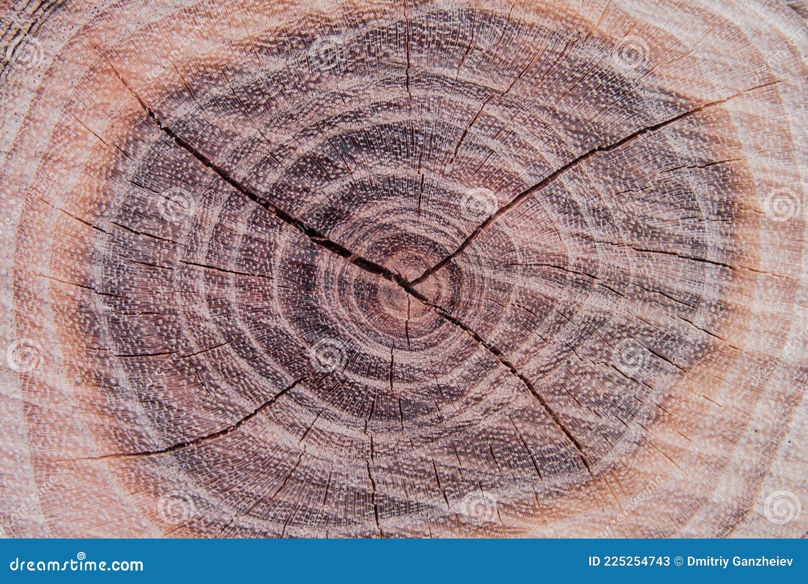Concentric lines stock image. Image of tree, lines, trunk - 225254743