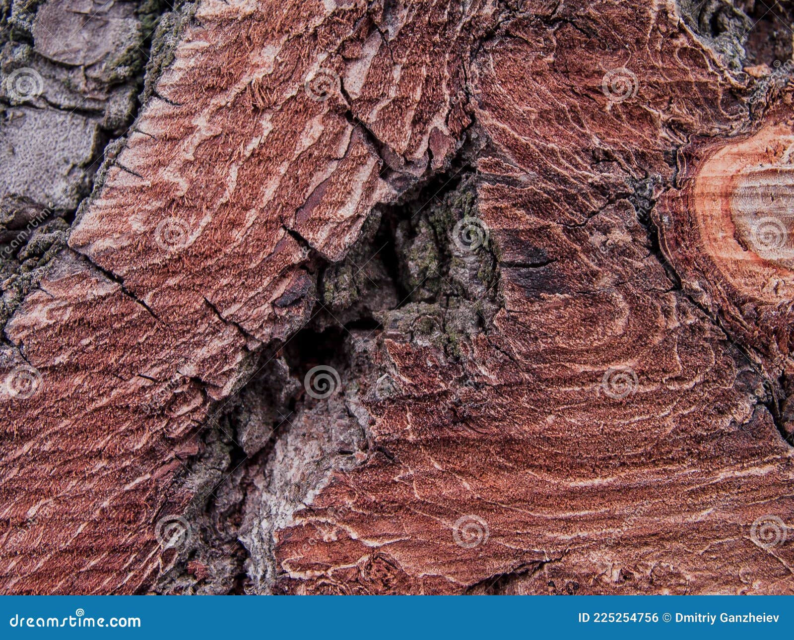 Tree cut stock photo. Image of plants, bark, nature - 225254756