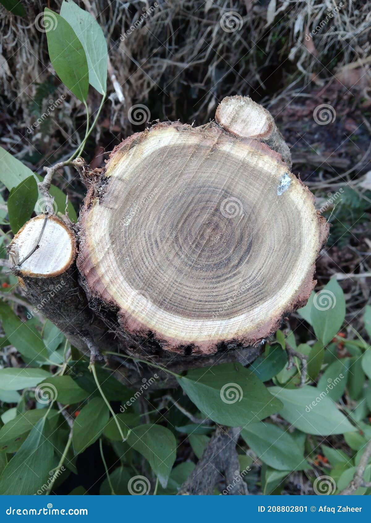 Internal Tree Structure Royalty-Free Stock Photography | CartoonDealer ...