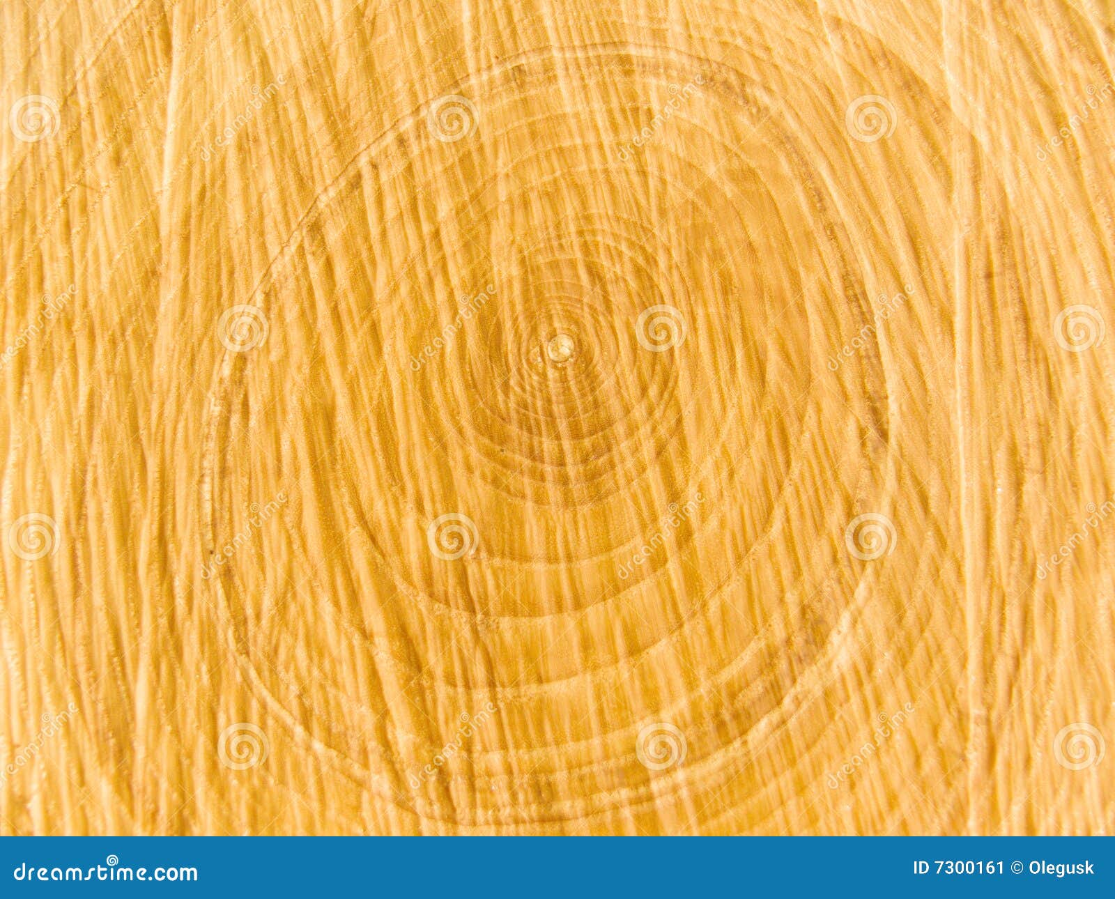 Internal Tree Structure Royalty-Free Stock Photography | CartoonDealer ...