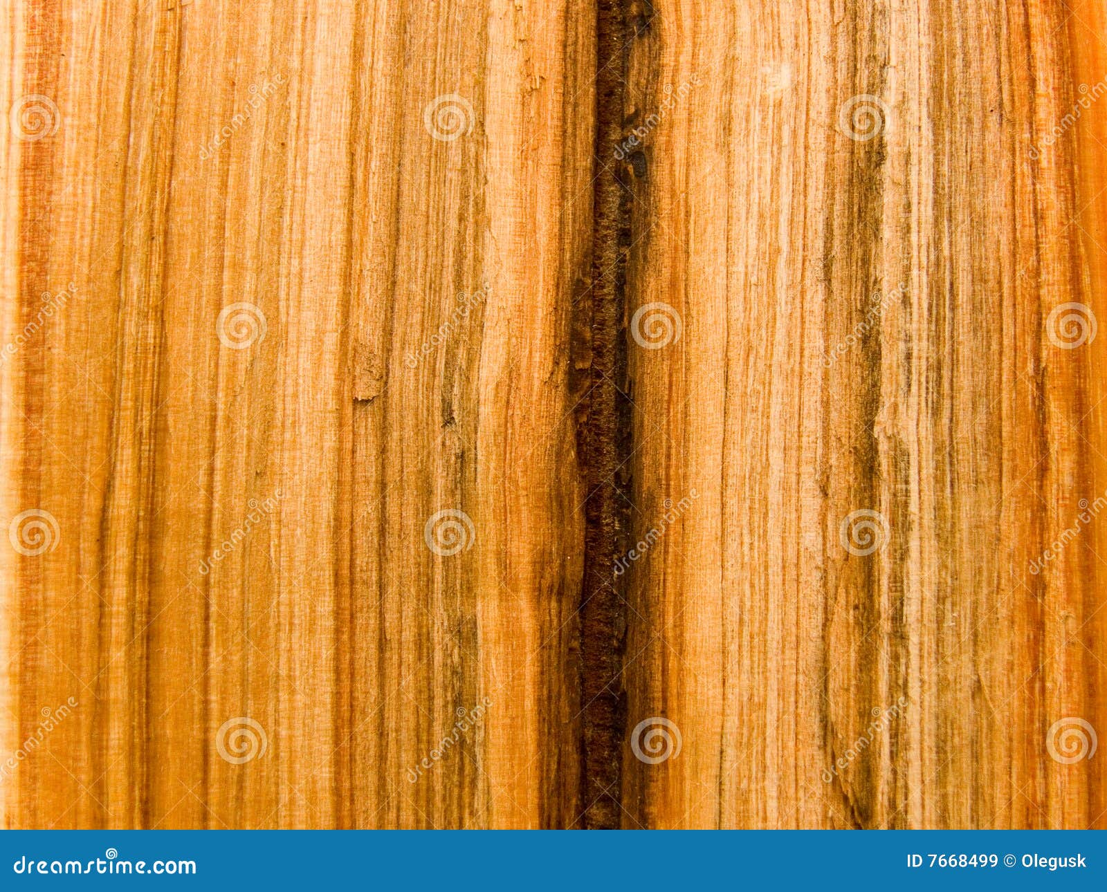 Internal tree structure stock image. Image of internal - 7668499